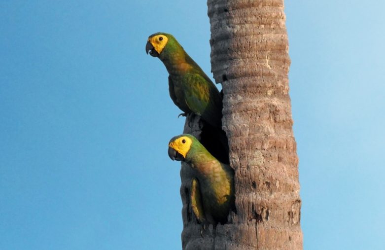 Oiseaux en Colombie : quels parcs naturels choisir ? - Amplitudes