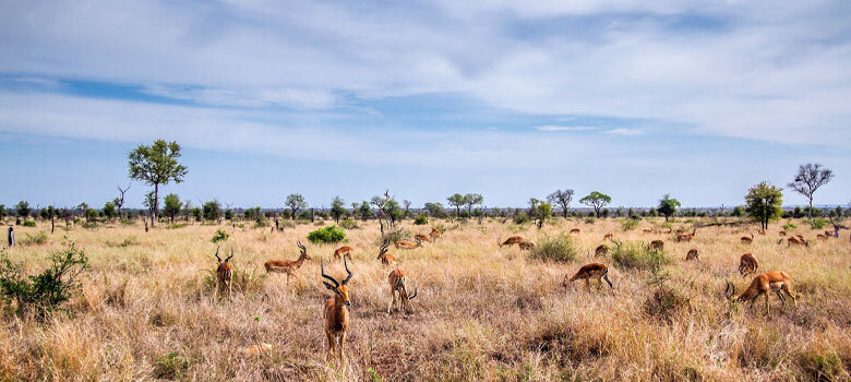 Voyage Parc Kruger | Nos Meilleurs Safaris | Amplitudes