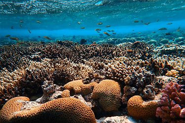 Voyage Mer Rouge sur mesure - Amplitudes