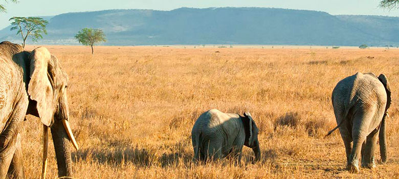 Agence de Voyages Safari : Votre Spécialiste sur Mesure